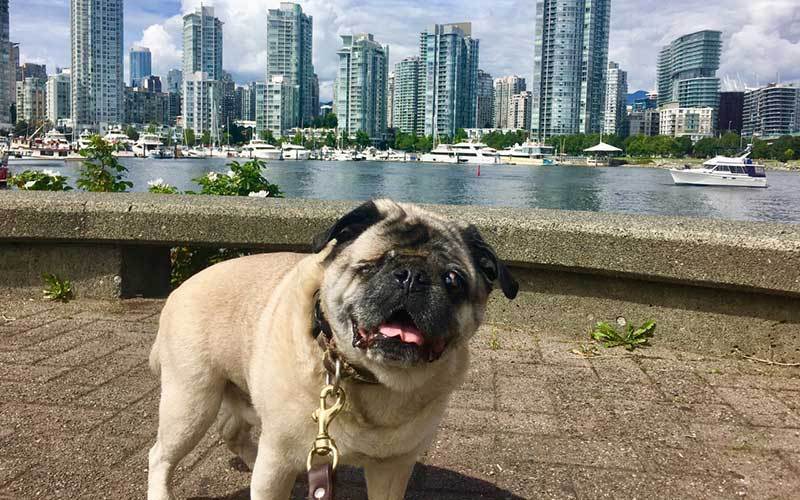 Dogs, Dogs, Dogs – Brighten Your Day with These Feel-Good Dog Stories ...